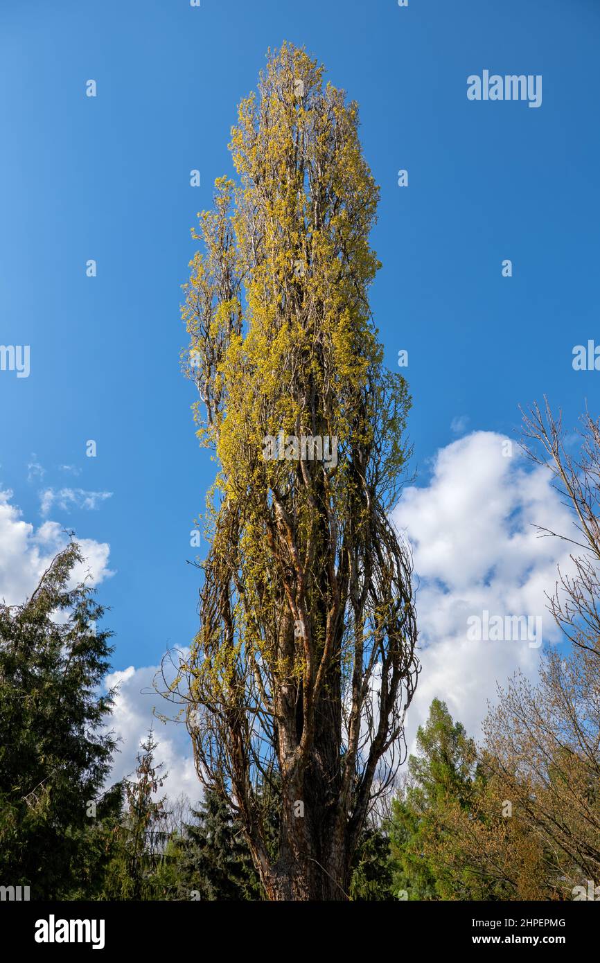 Populus nigra Italica Lombardy Poplar, deciduous tree in the family ...