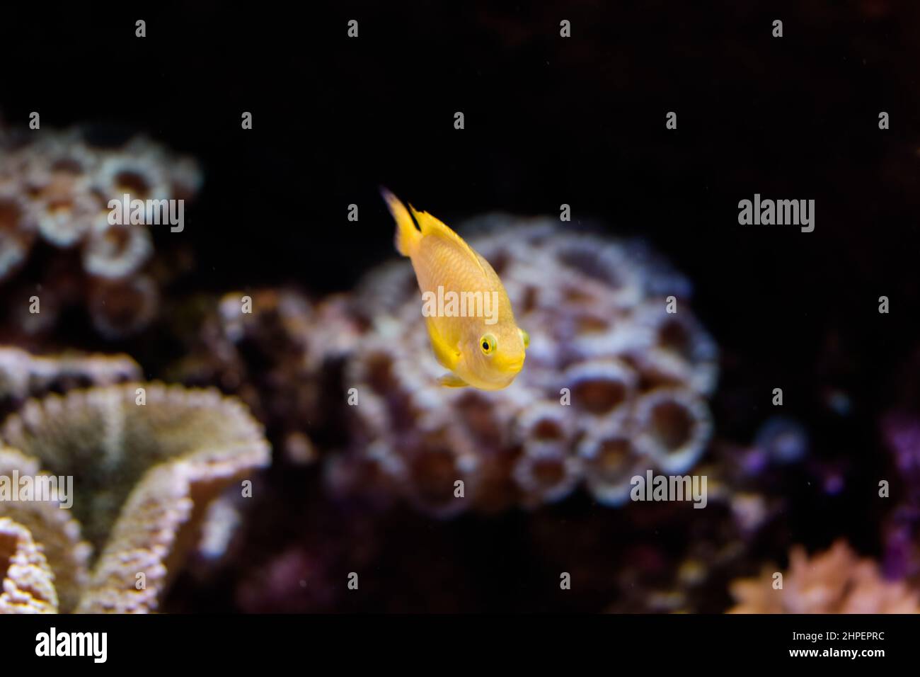 Yellow Aquarium fish in Genova Aquarium, Italy Stock Photo - Alamy