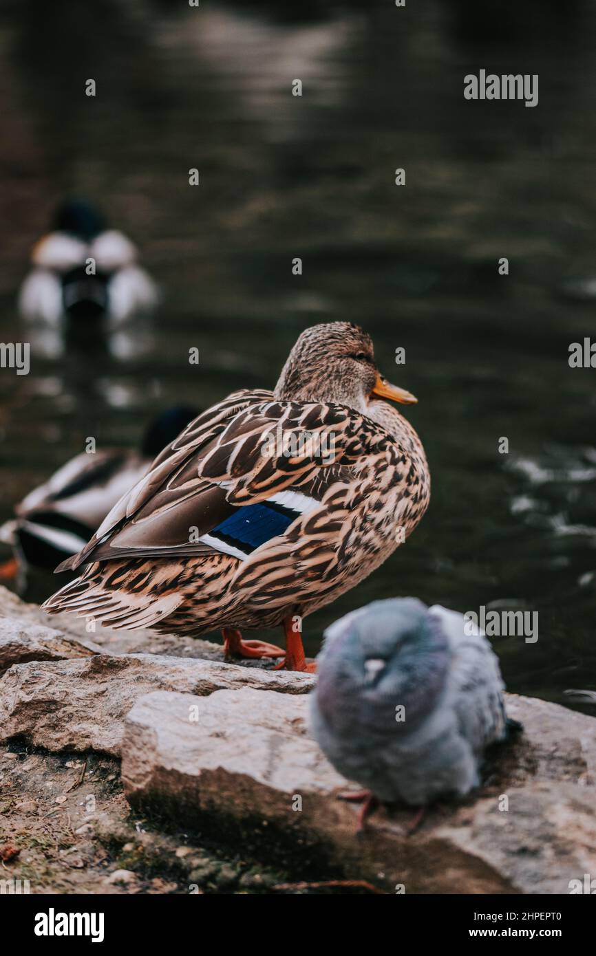 Duck in Parco del Valentino, Turin, Italy Stock Photo - Alamy