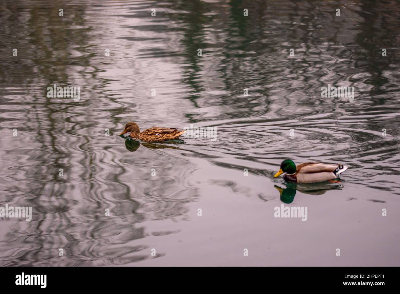 Ducks in Parco del Valentino, Turin, Italy Stock Photo - Alamy