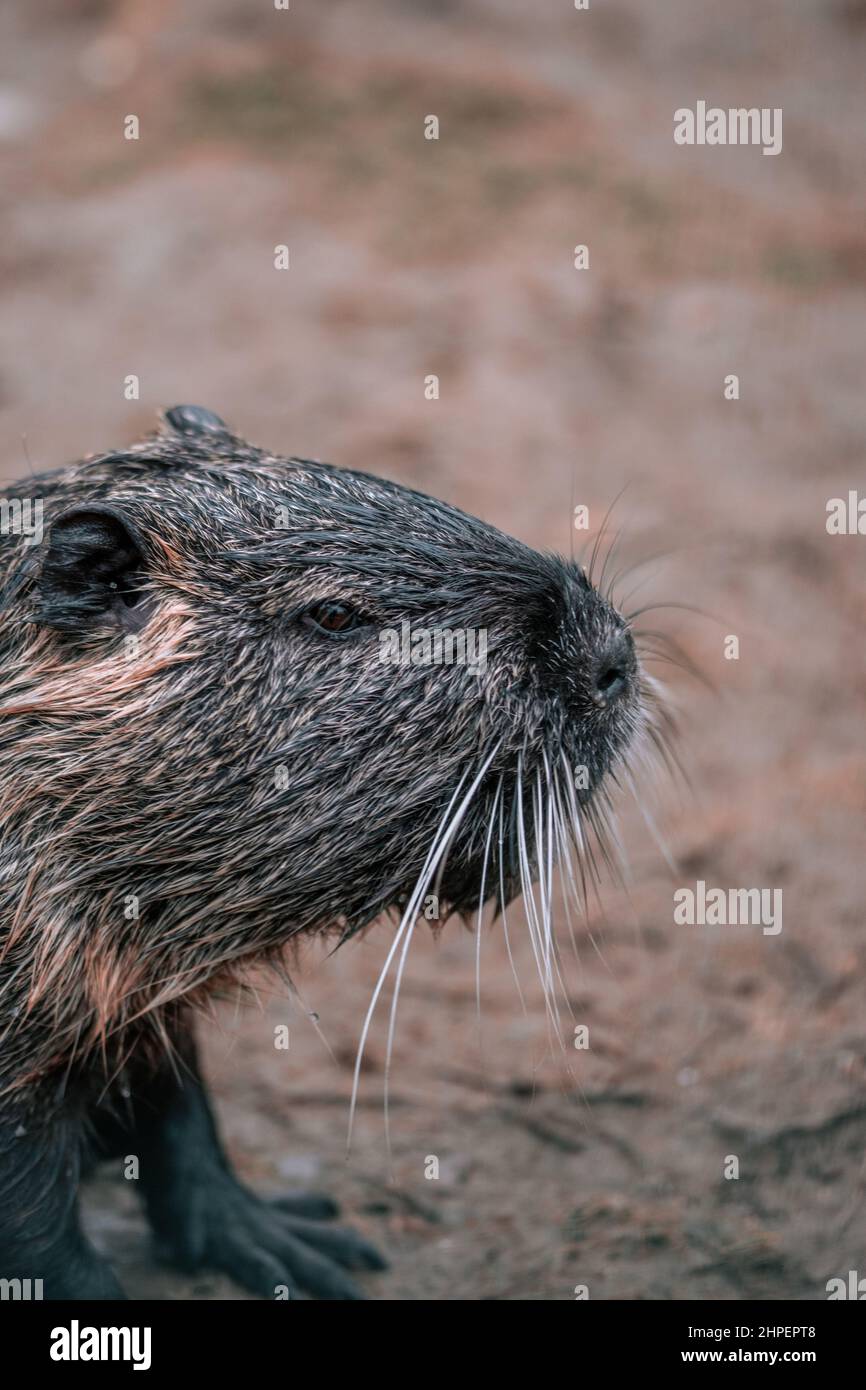 Nutria in Parco del Valentino, Turin, Italy Stock Photo - Alamy