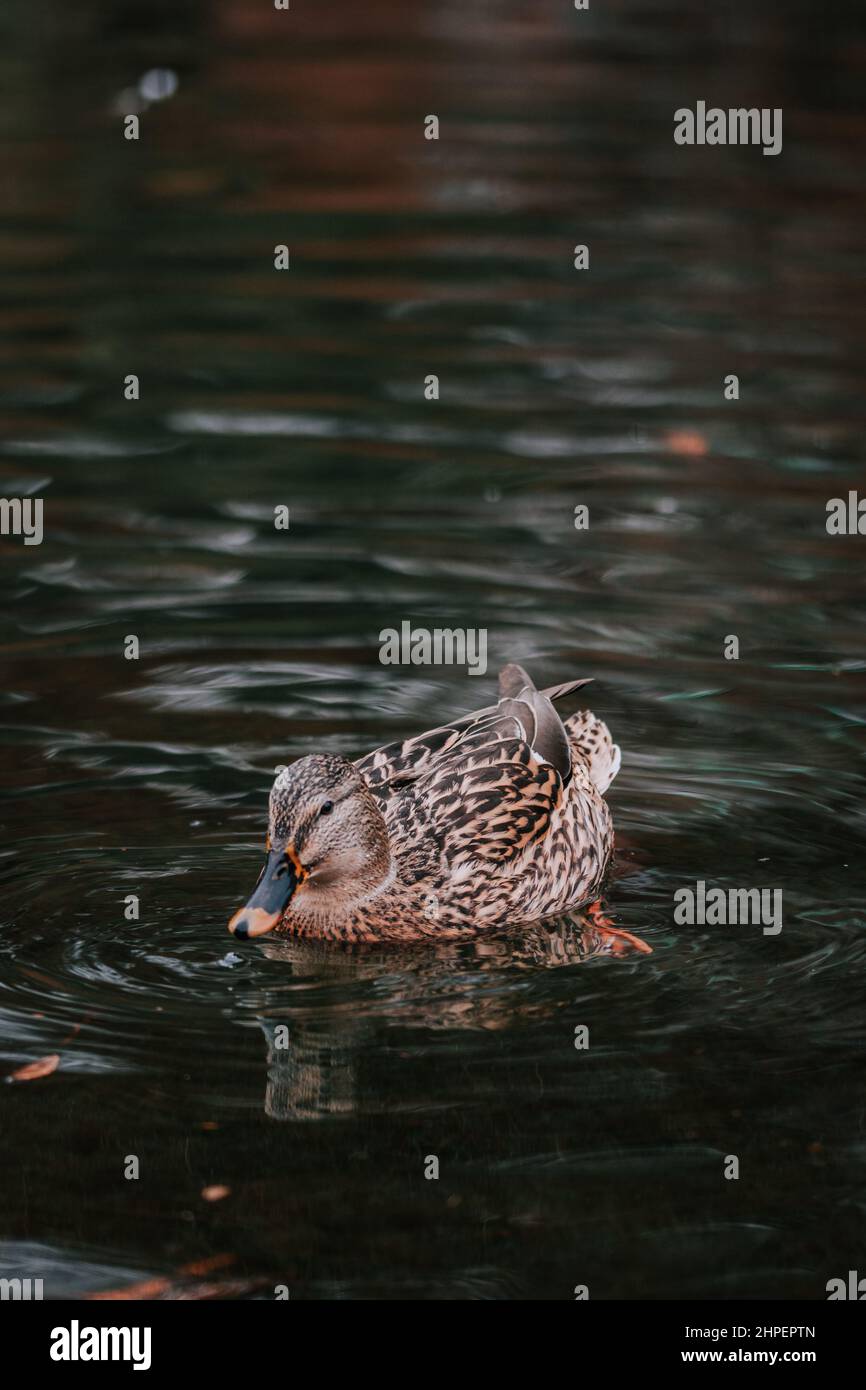 Duck in Parco del Valentino, Turin, Italy Stock Photo - Alamy