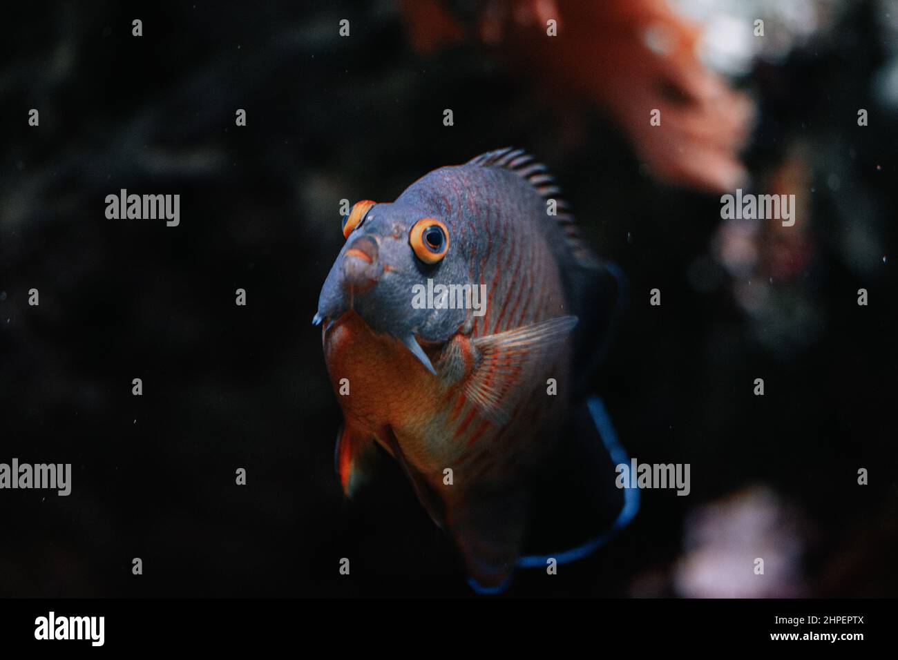 Aquarium fish in Genova Aquarium, Italy Stock Photo - Alamy