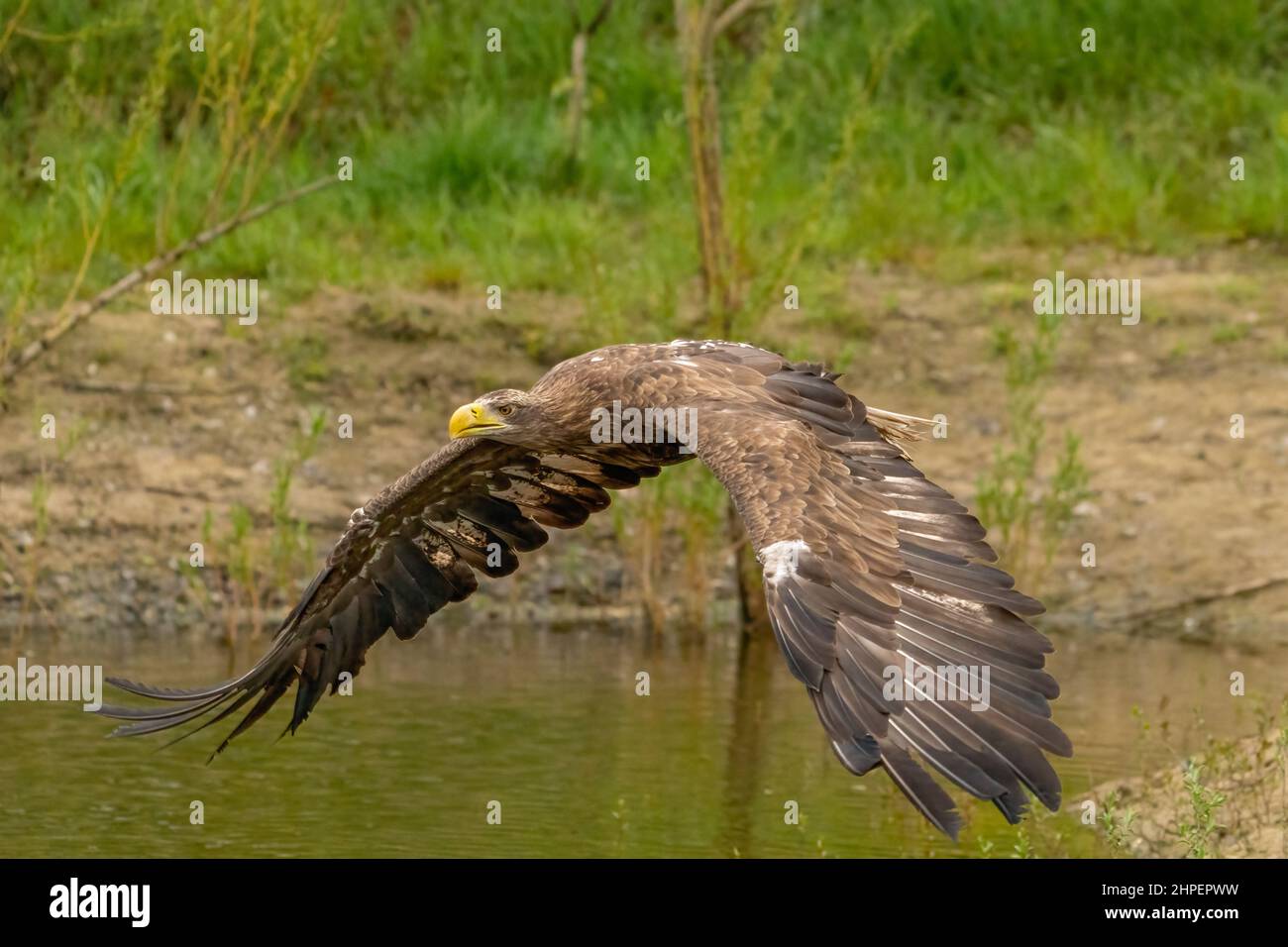 Bald eagle flying through trees hi-res stock photography and images - Alamy