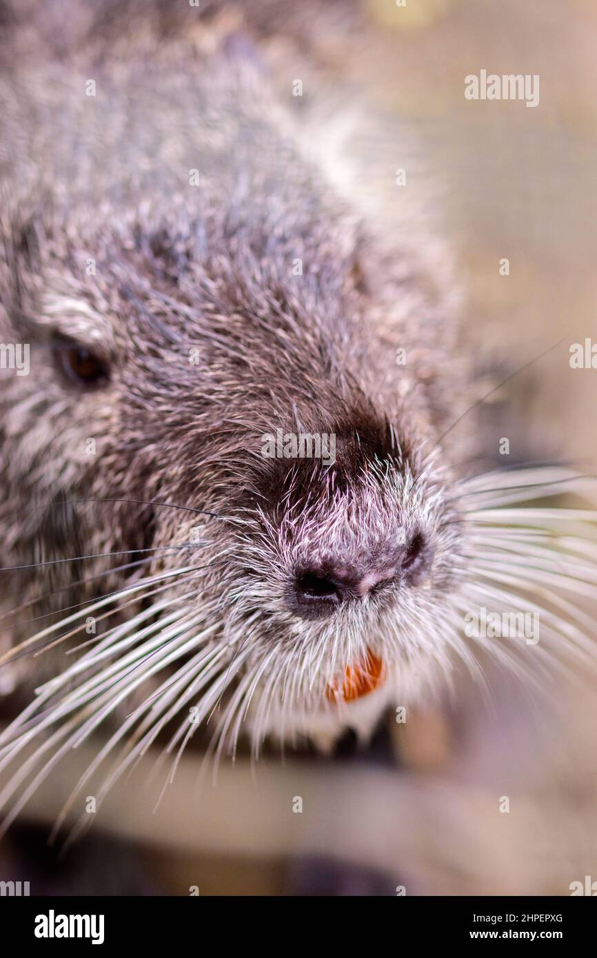 Nutria in Parco del Valentino, Turin, Italy Stock Photo - Alamy