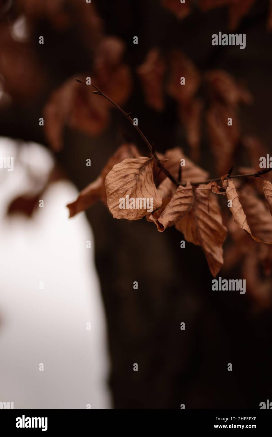 Dry tree leaves in Parco del Valentino, Turin, Italy Stock Photo - Alamy