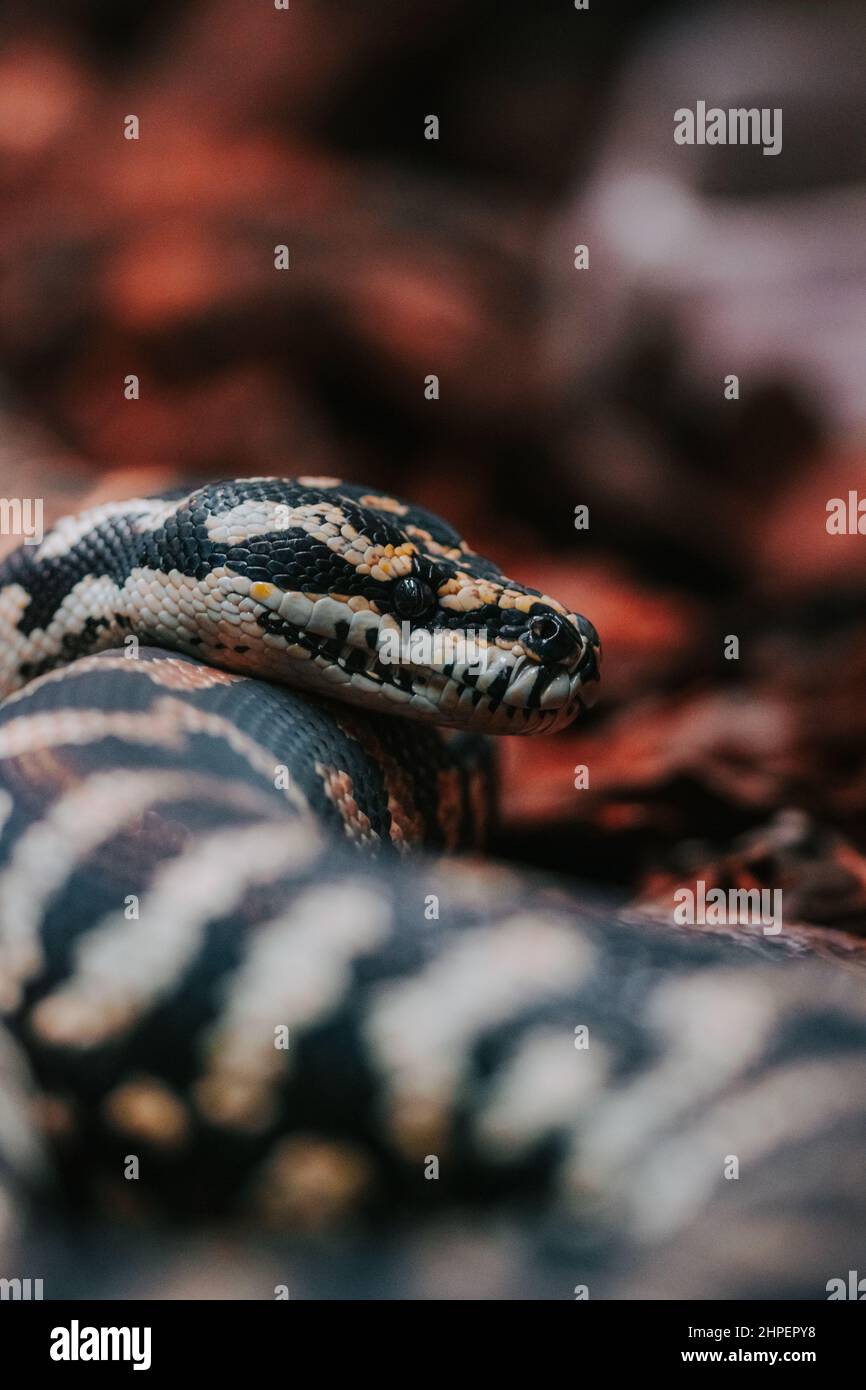 Snake in Genova Aquarium, Italy Stock Photo - Alamy