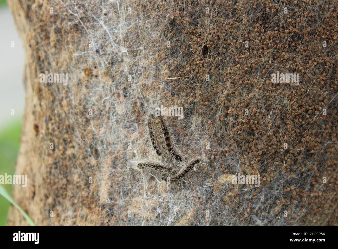 oak processionary moth on a tree Stock Photo - Alamy