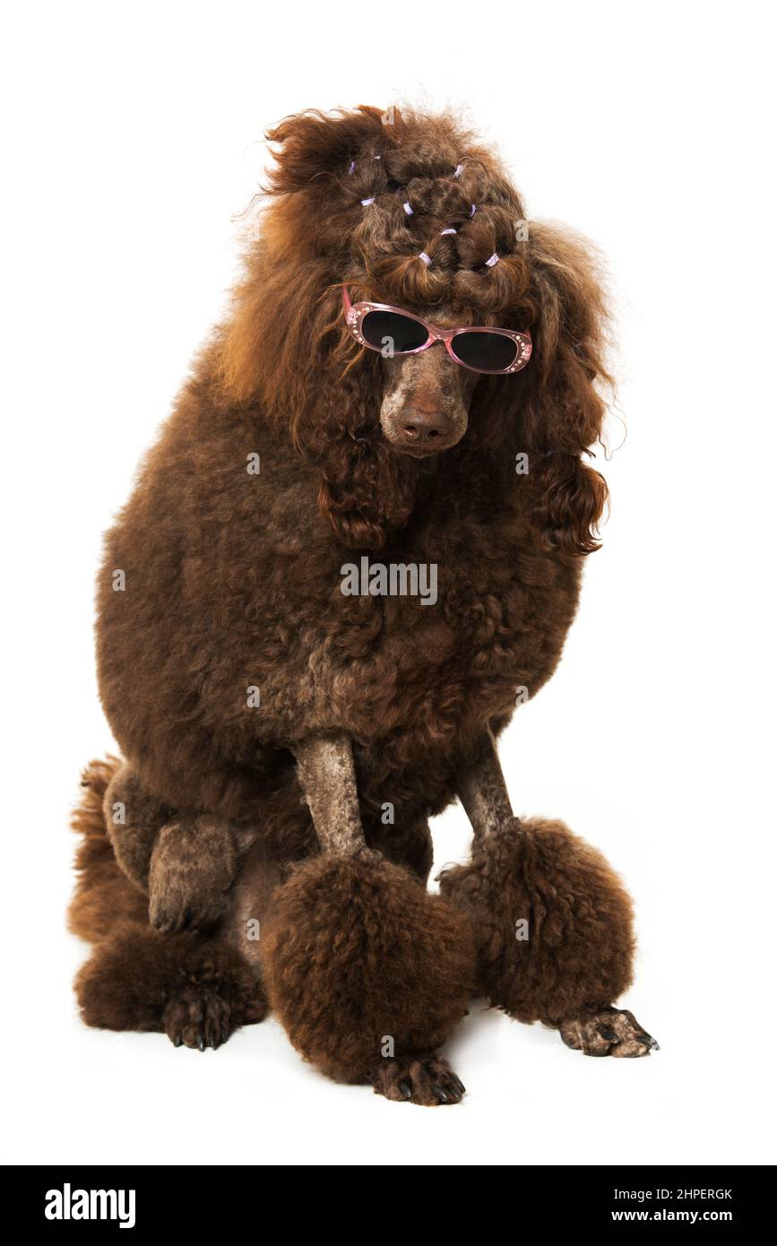 Poodle dog on white background Stock Photo - Alamy