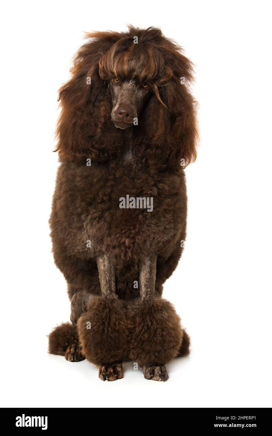 Poodle dog on white background Stock Photo - Alamy