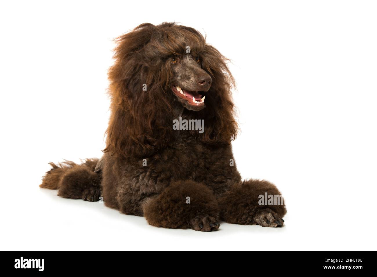 Poodle dog on white background Stock Photo - Alamy