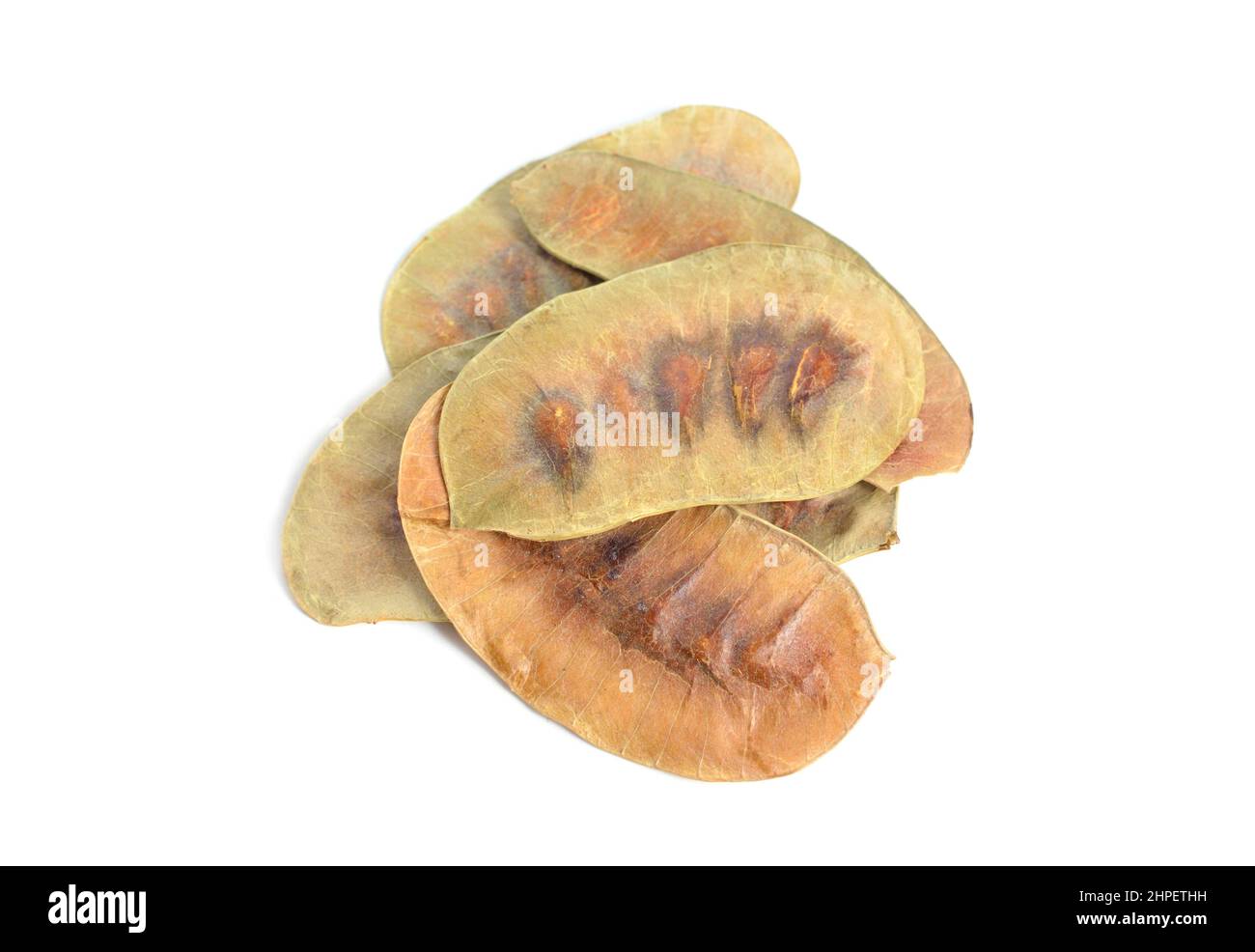 Indian senna plant hi-res stock photography and images - Alamy