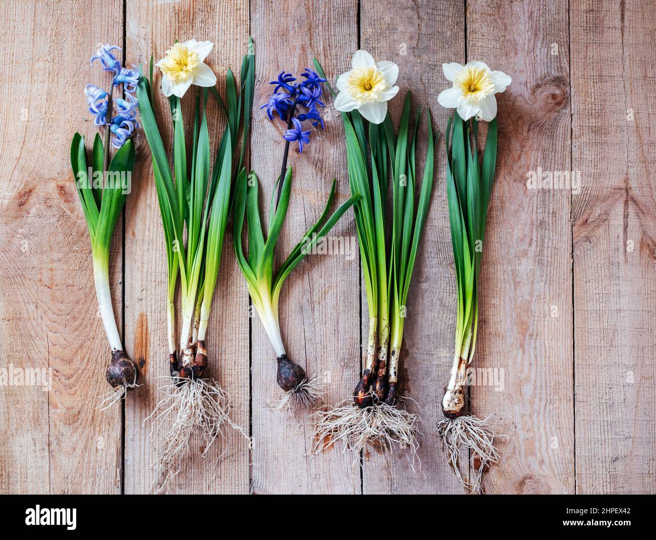 Early spring flowers planting, hyacinth and daffodil flower bulbs on ...