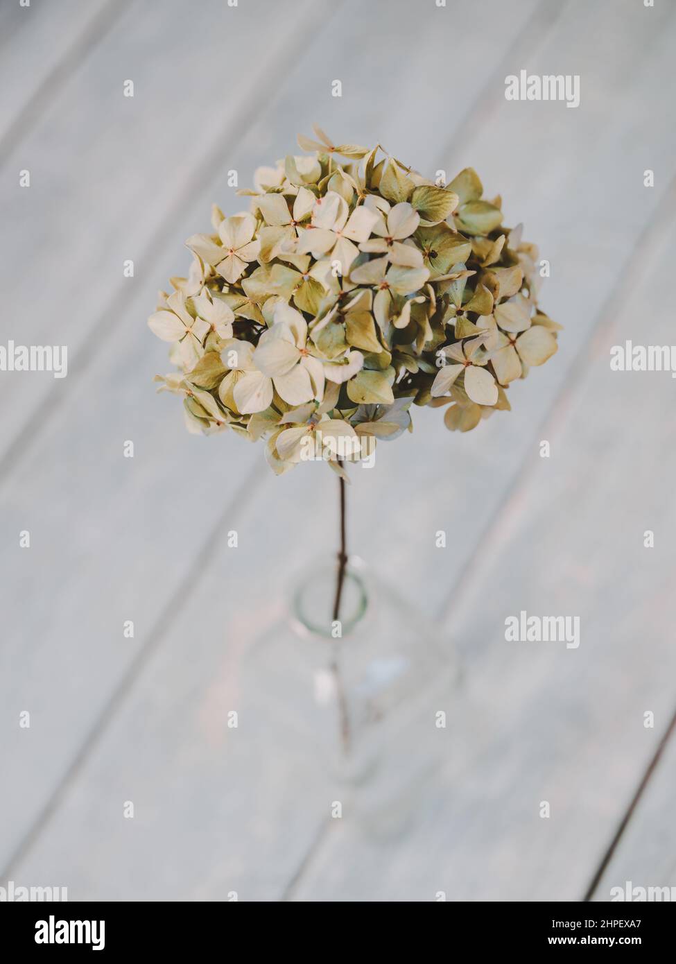 Drying hydrangea hi-res stock photography and images - Alamy