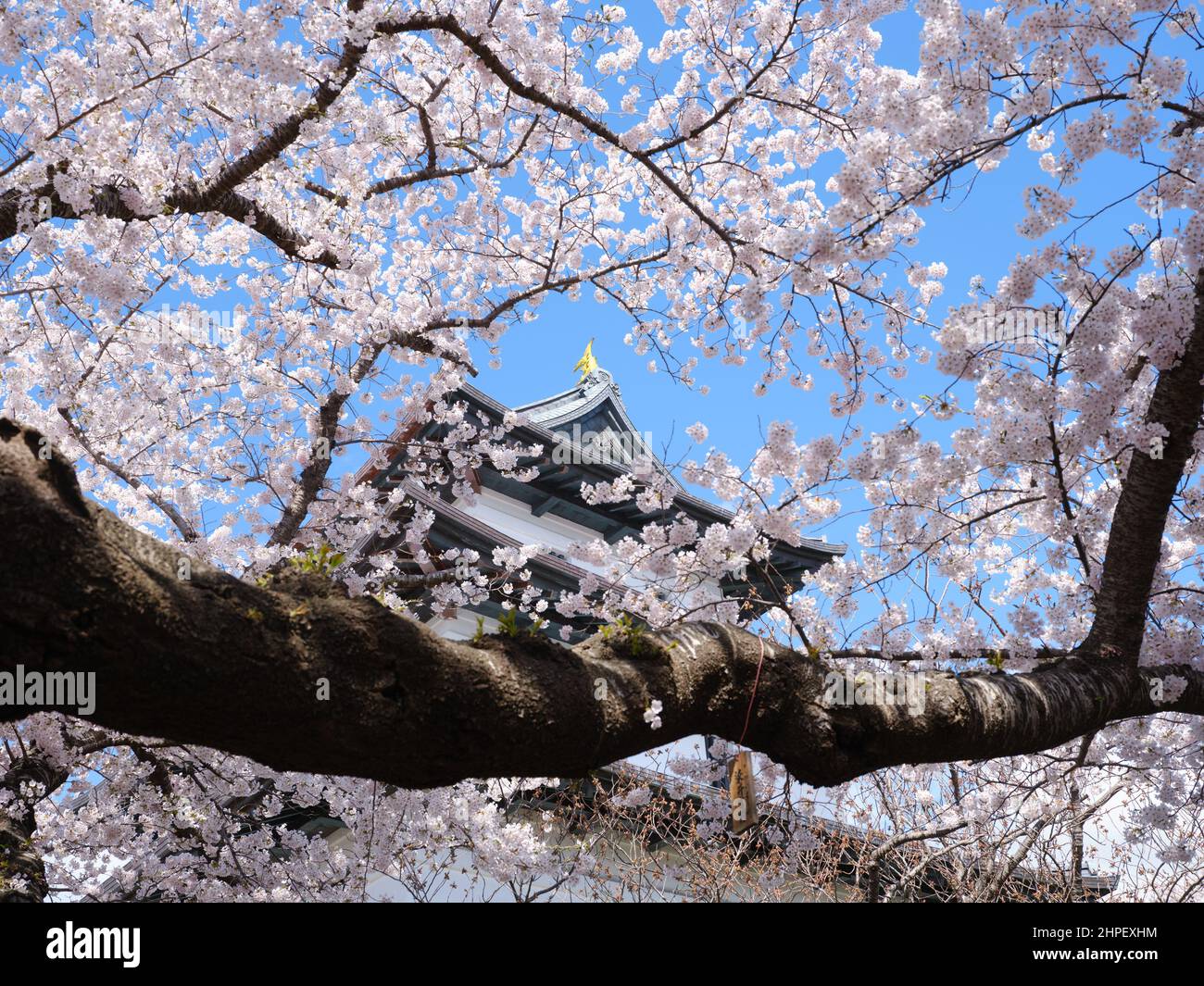 Cherry Blossom in Matsumae Castle, Hokkaido, Japan Stock Photo - Alamy