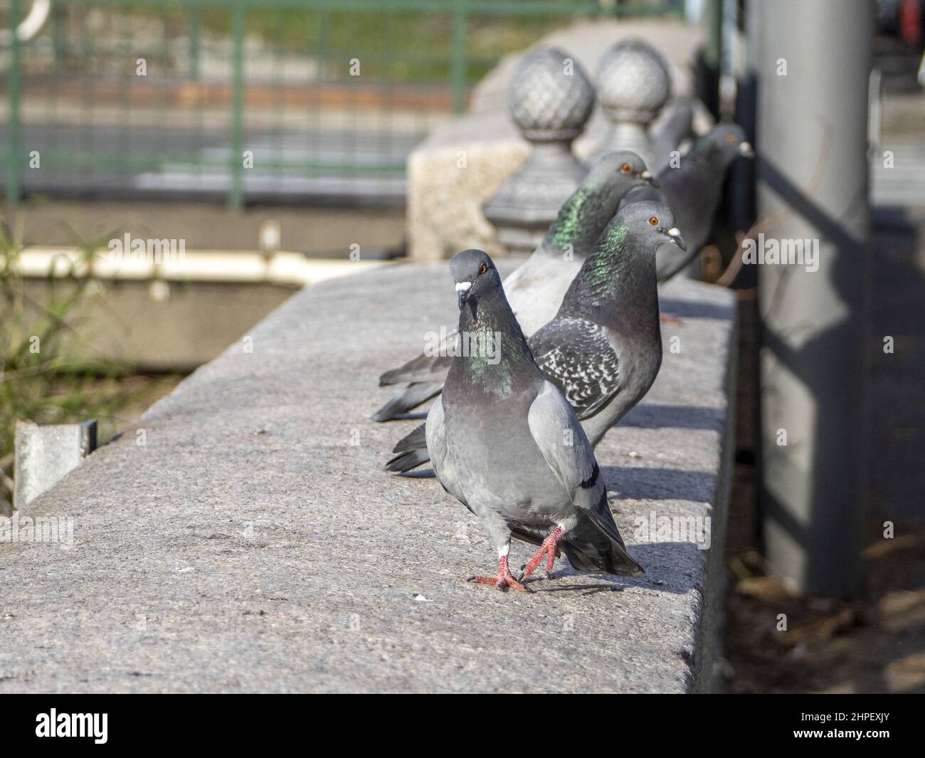 urban pigeons birds in the city portrait Stock Photo - Alamy