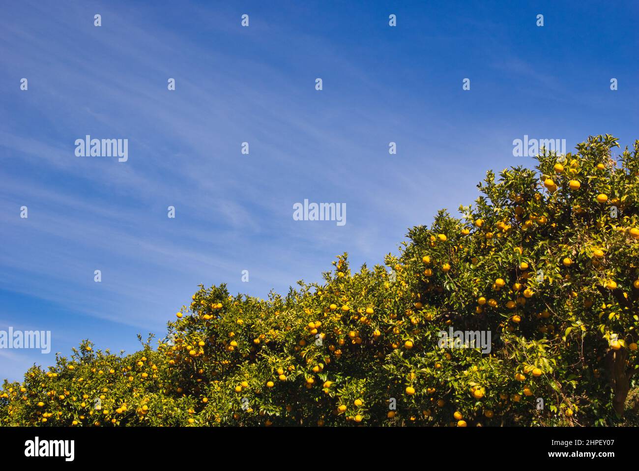 Mikan farm hi-res stock photography and images - Alamy