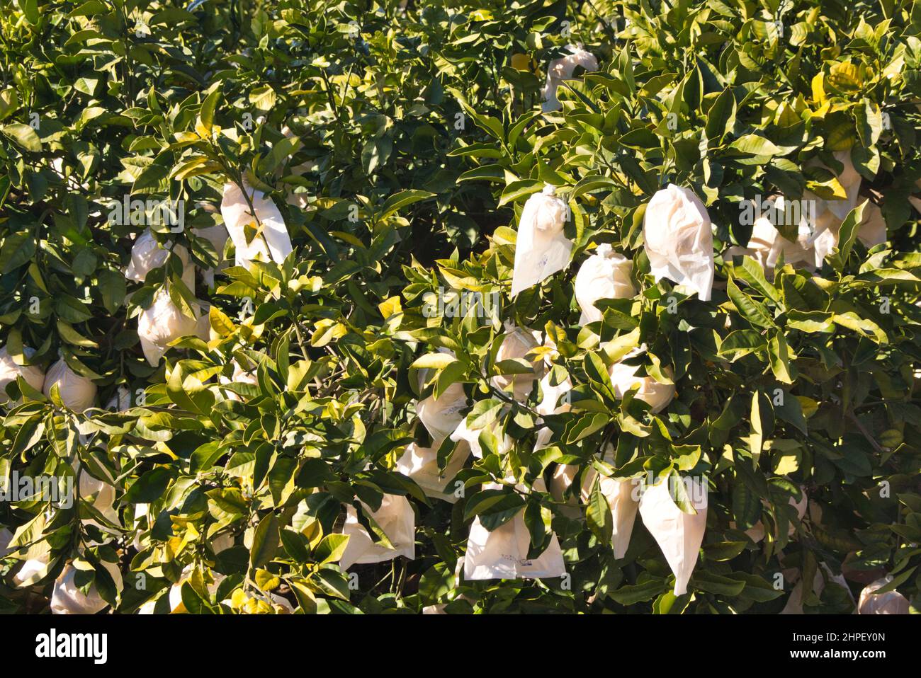 Japan production fruit hi-res stock photography and images - Alamy