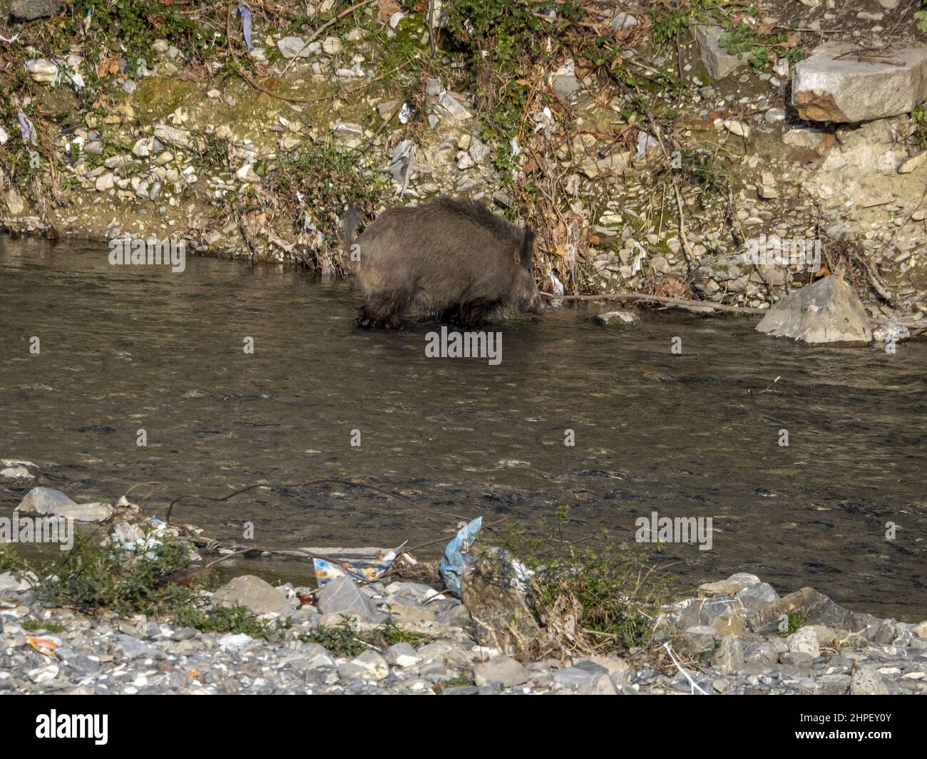 swine fever wild boar in Genoa town Bisagno river Italy urban wildlife ...