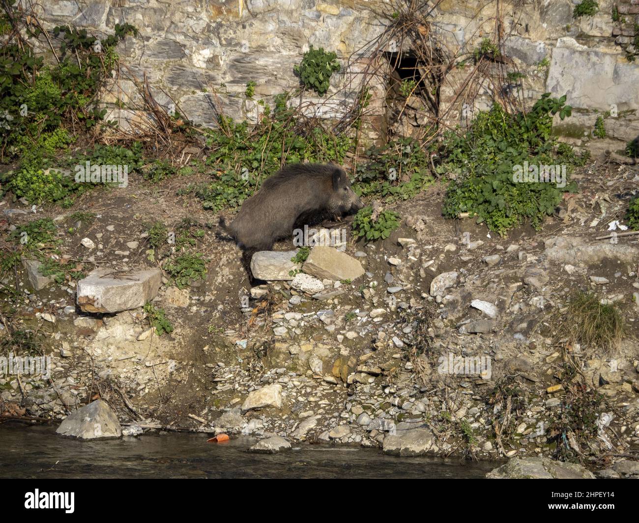 swine fever wild boar in Genoa town Bisagno river Italy urban wildlife ...