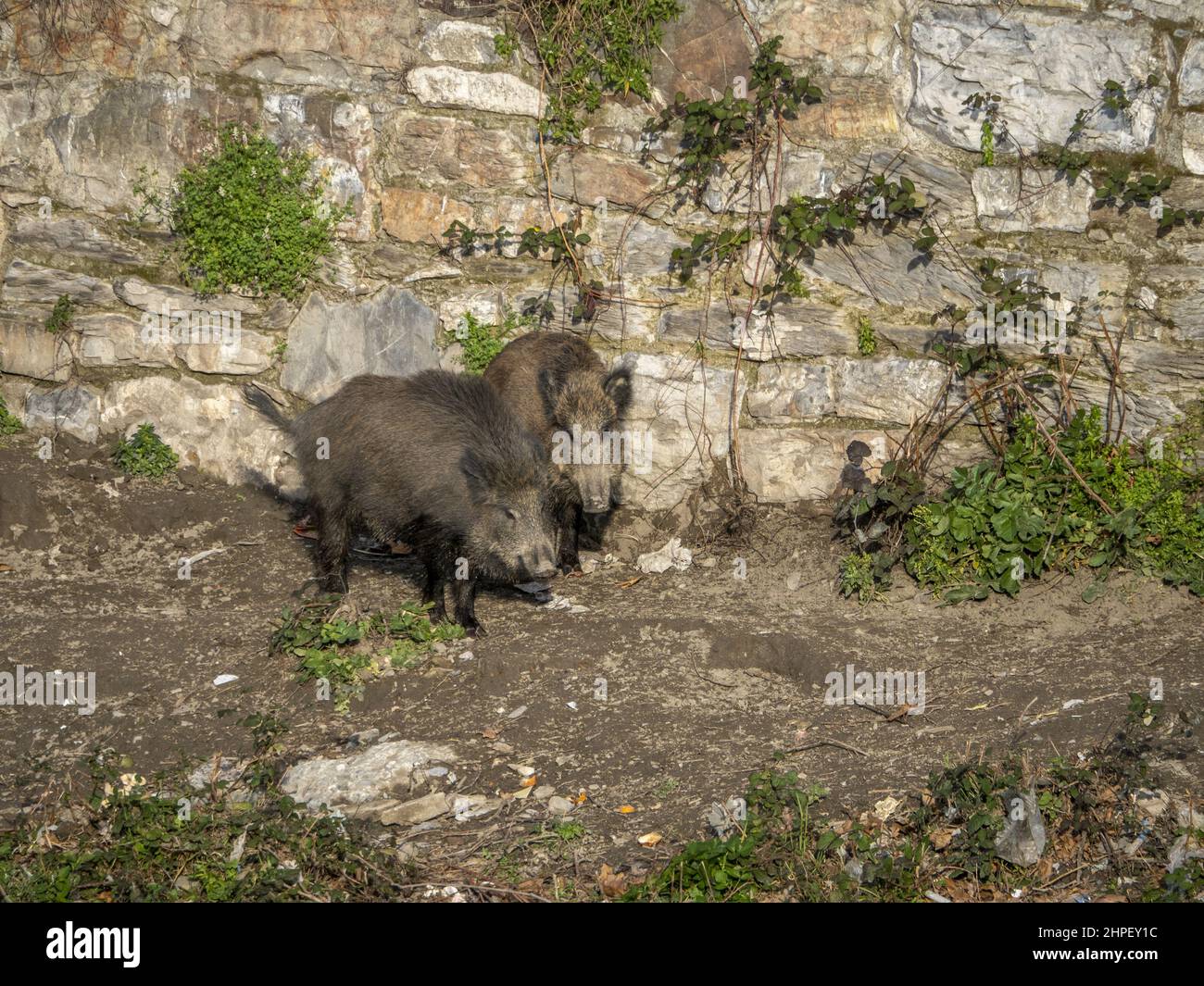 swine fever wild boar in Genoa town Bisagno river Italy urban wildlife ...