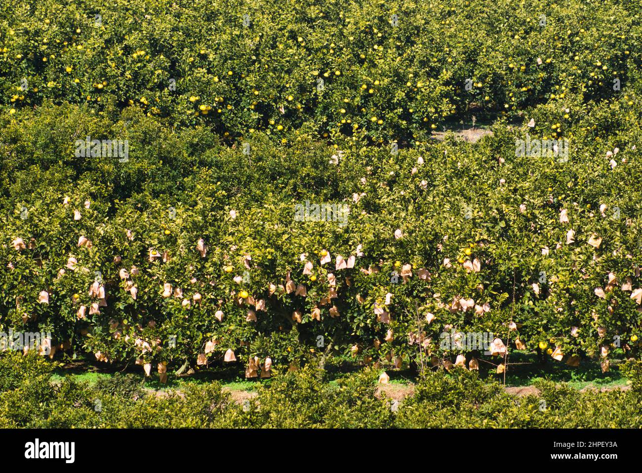 Tangerine production hi-res stock photography and images - Alamy