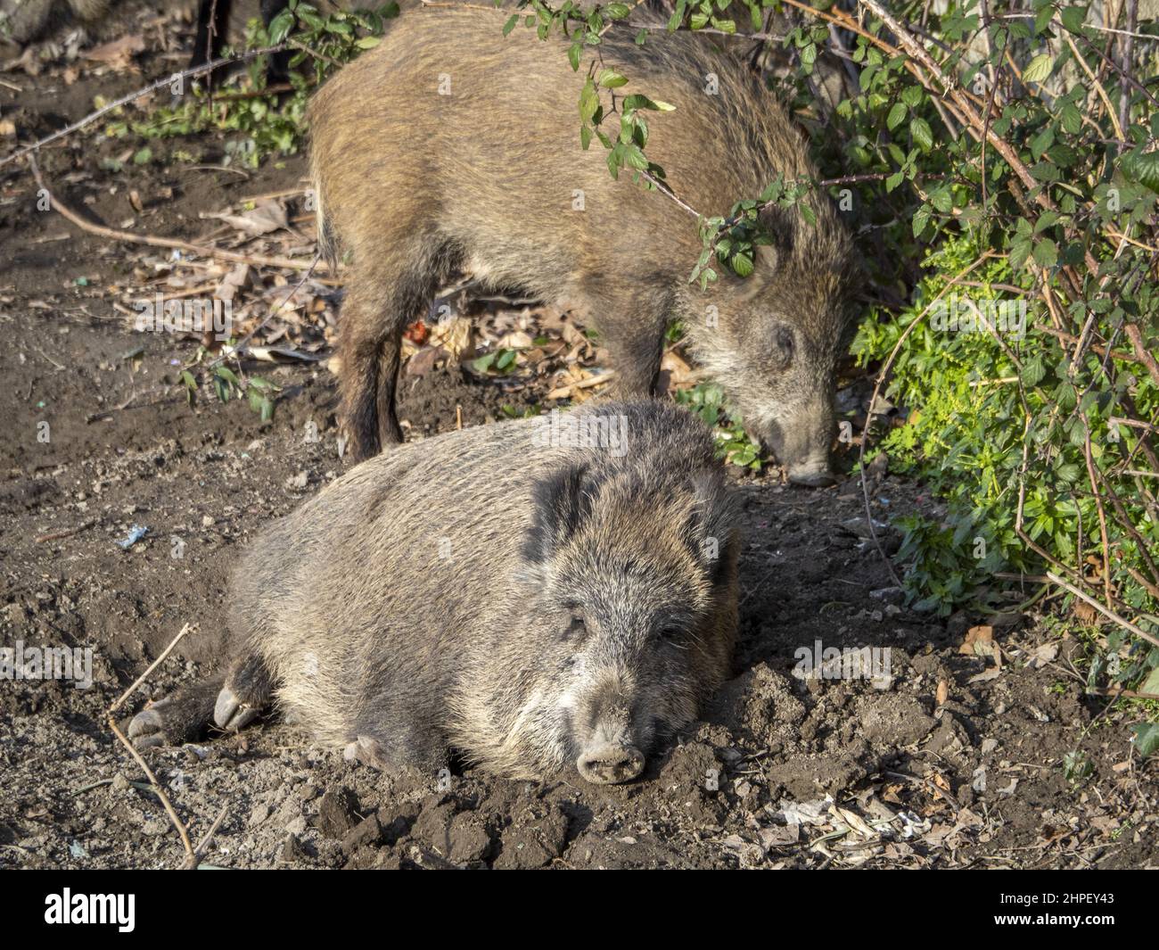 swine fever wild boar in Genoa town Bisagno river Italy urban wildlife ...