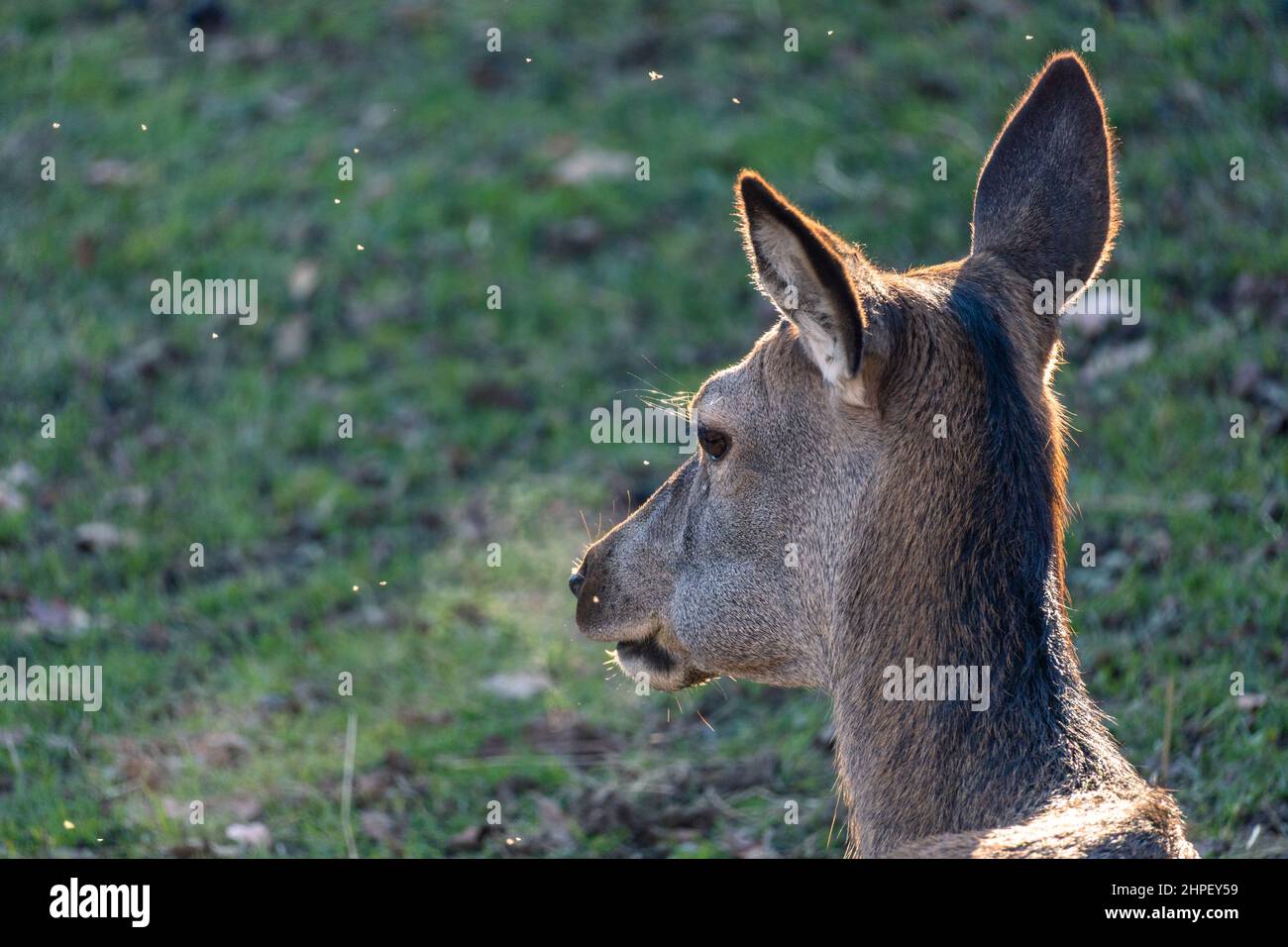 Portrait of a doe photographed from the back of her head, ruminating ...