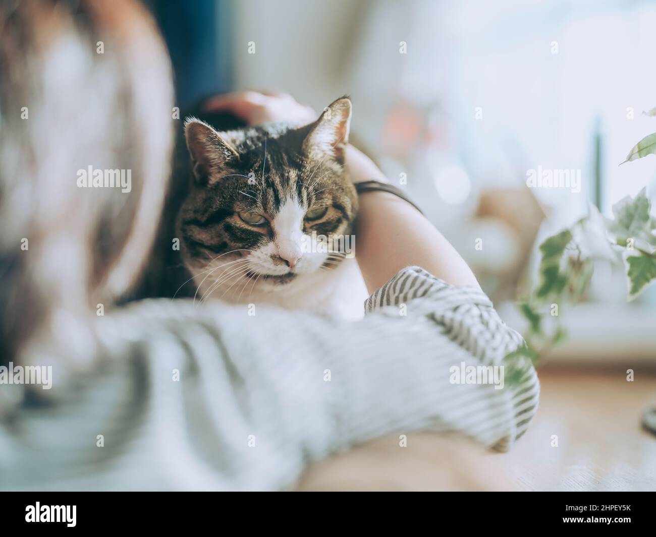 Cat and Owner Stock Photo - Alamy