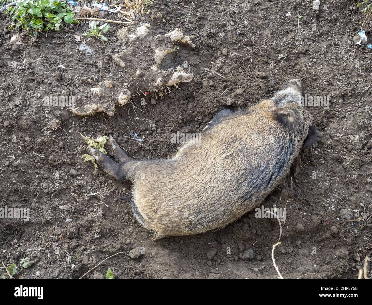 swine fever wild boar in Genoa town Bisagno river Italy urban wildlife ...