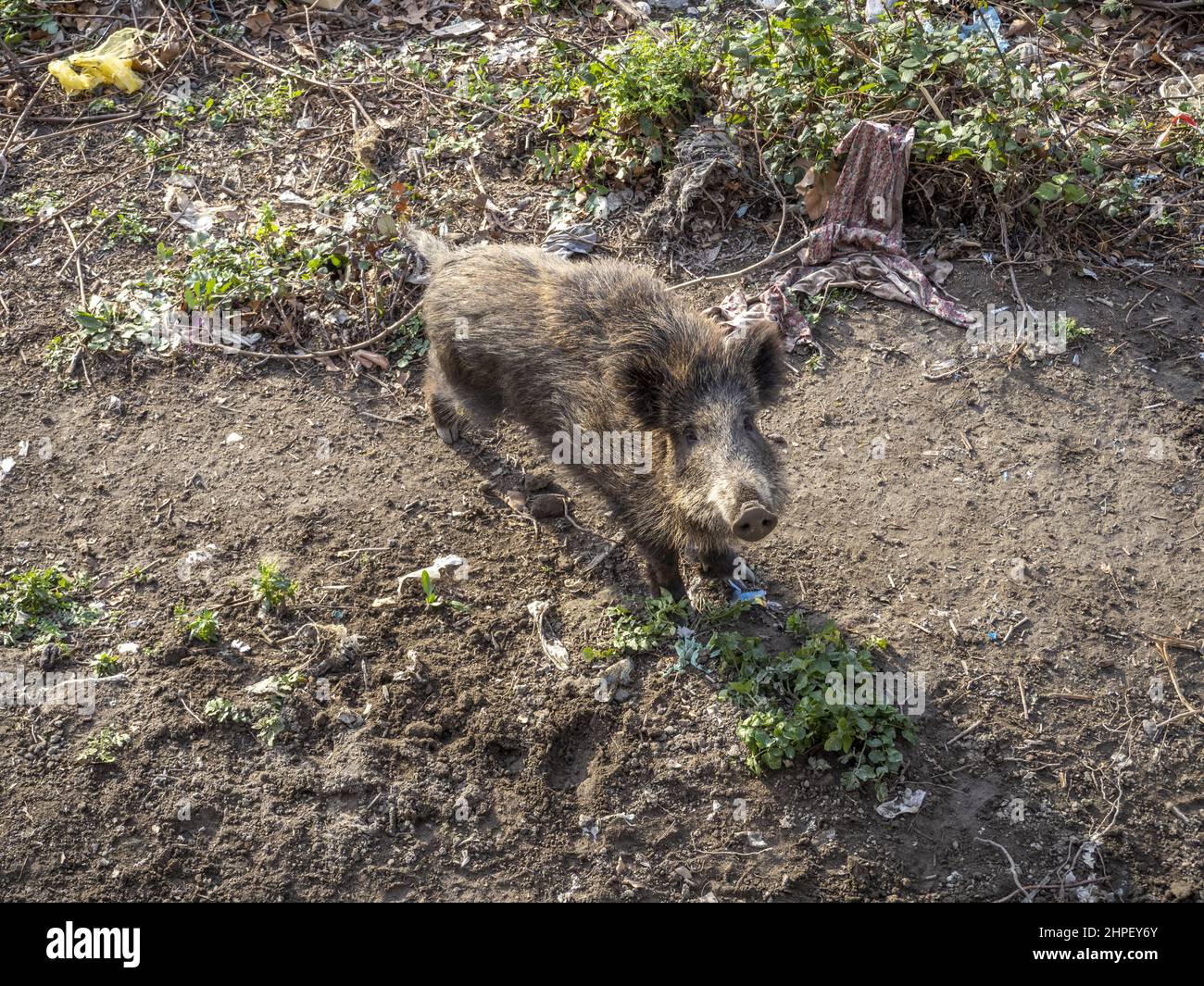swine fever wild boar in Genoa town Bisagno river Italy urban wildlife ...