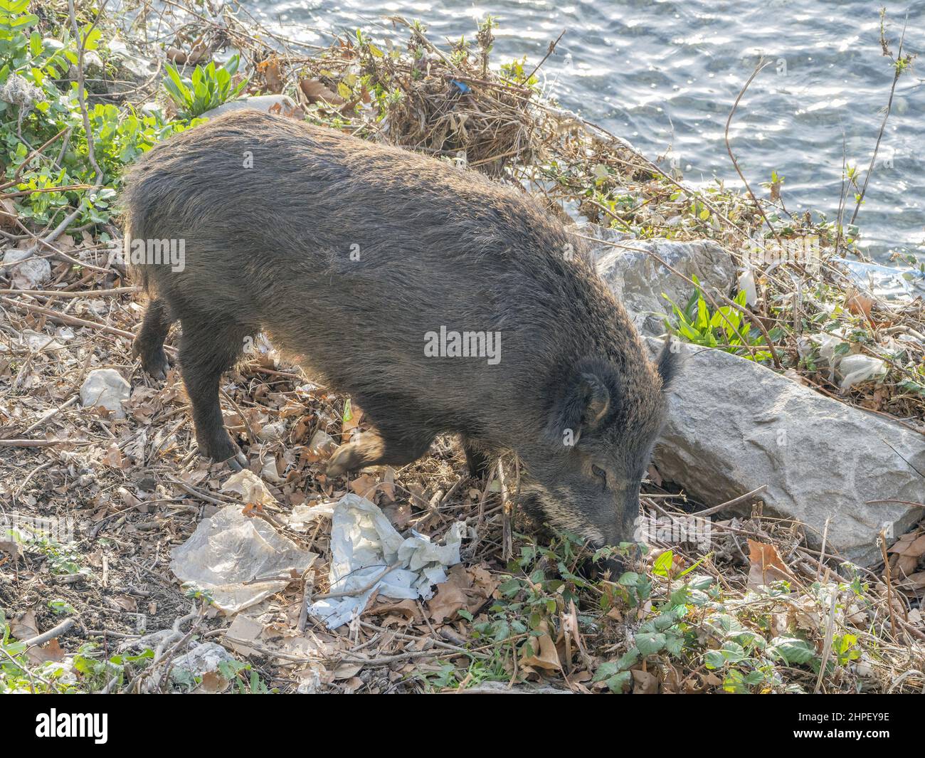 swine fever wild boar in Genoa town Bisagno river Italy urban wildlife ...