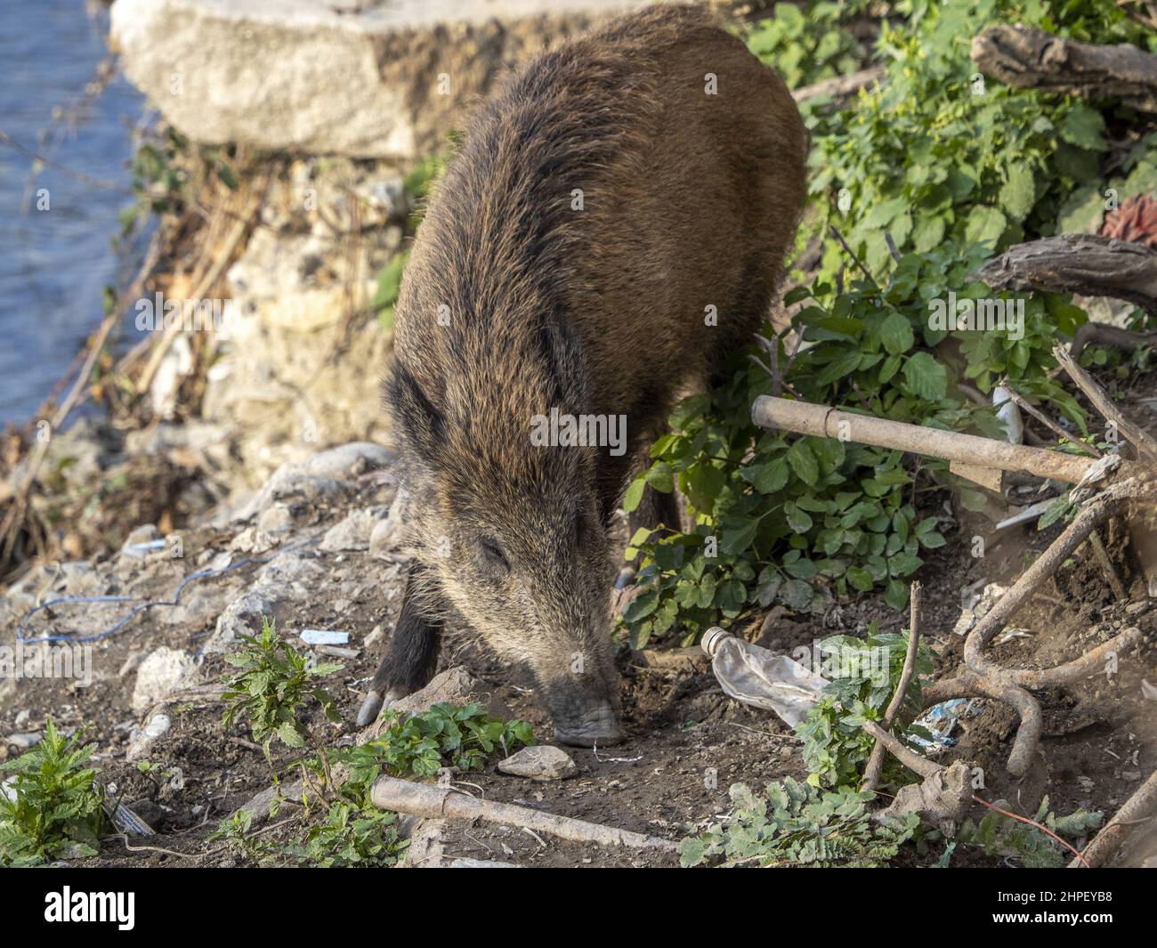 swine fever wild boar in Genoa town Bisagno river Italy urban wildlife ...