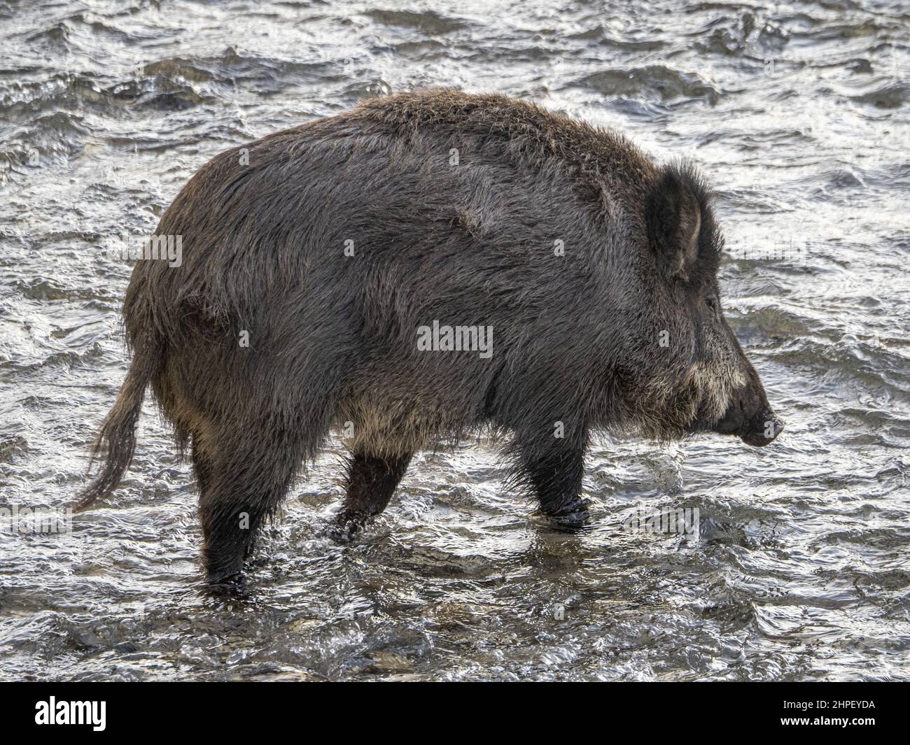 swine fever wild boar in Genoa town Bisagno river Italy urban wildlife ...