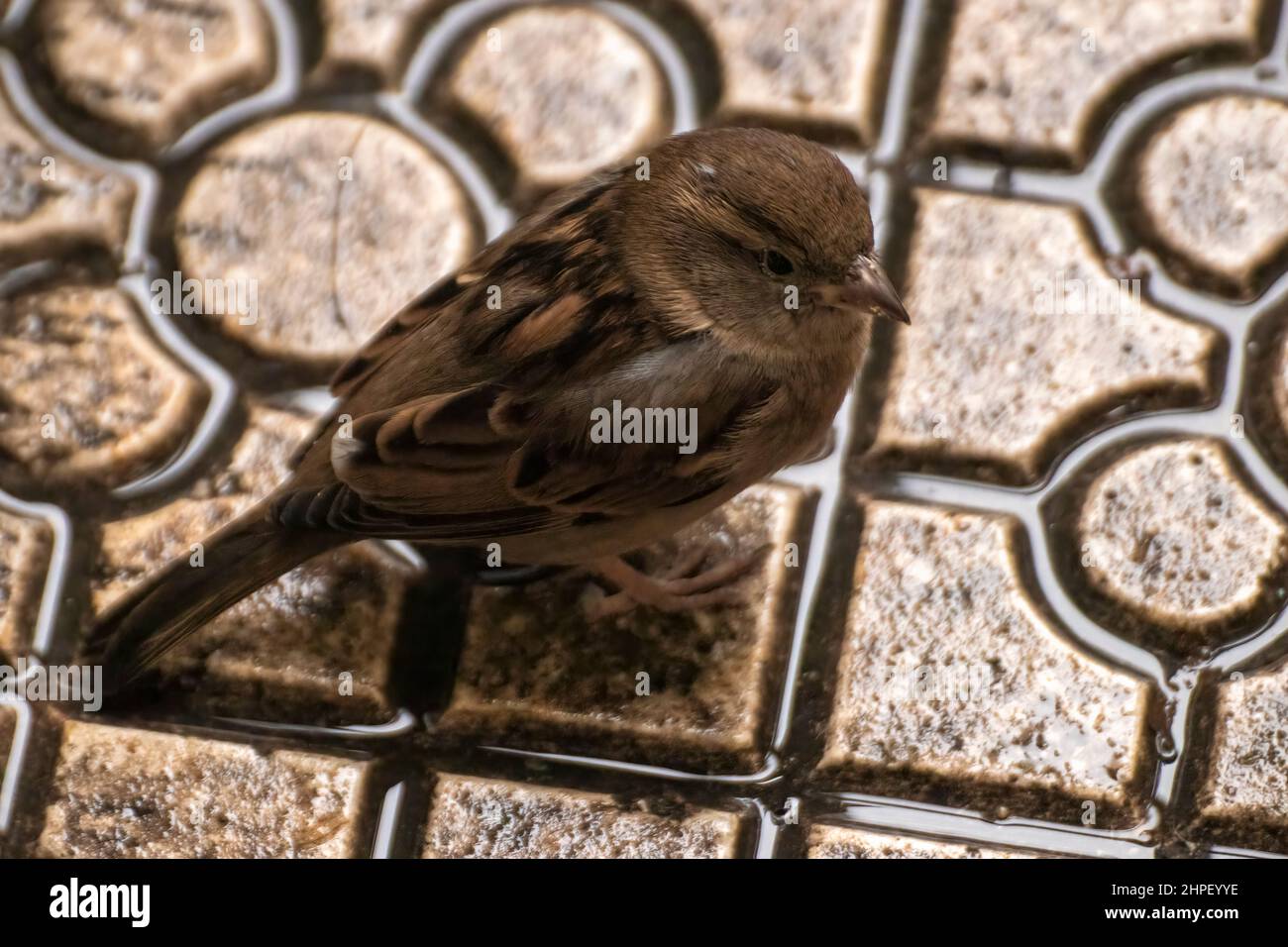 Funny little sparrows hi-res stock photography and images - Alamy