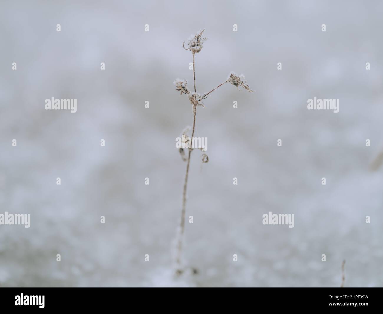 Frost flower hokkaido japan hi-res stock photography and images - Alamy