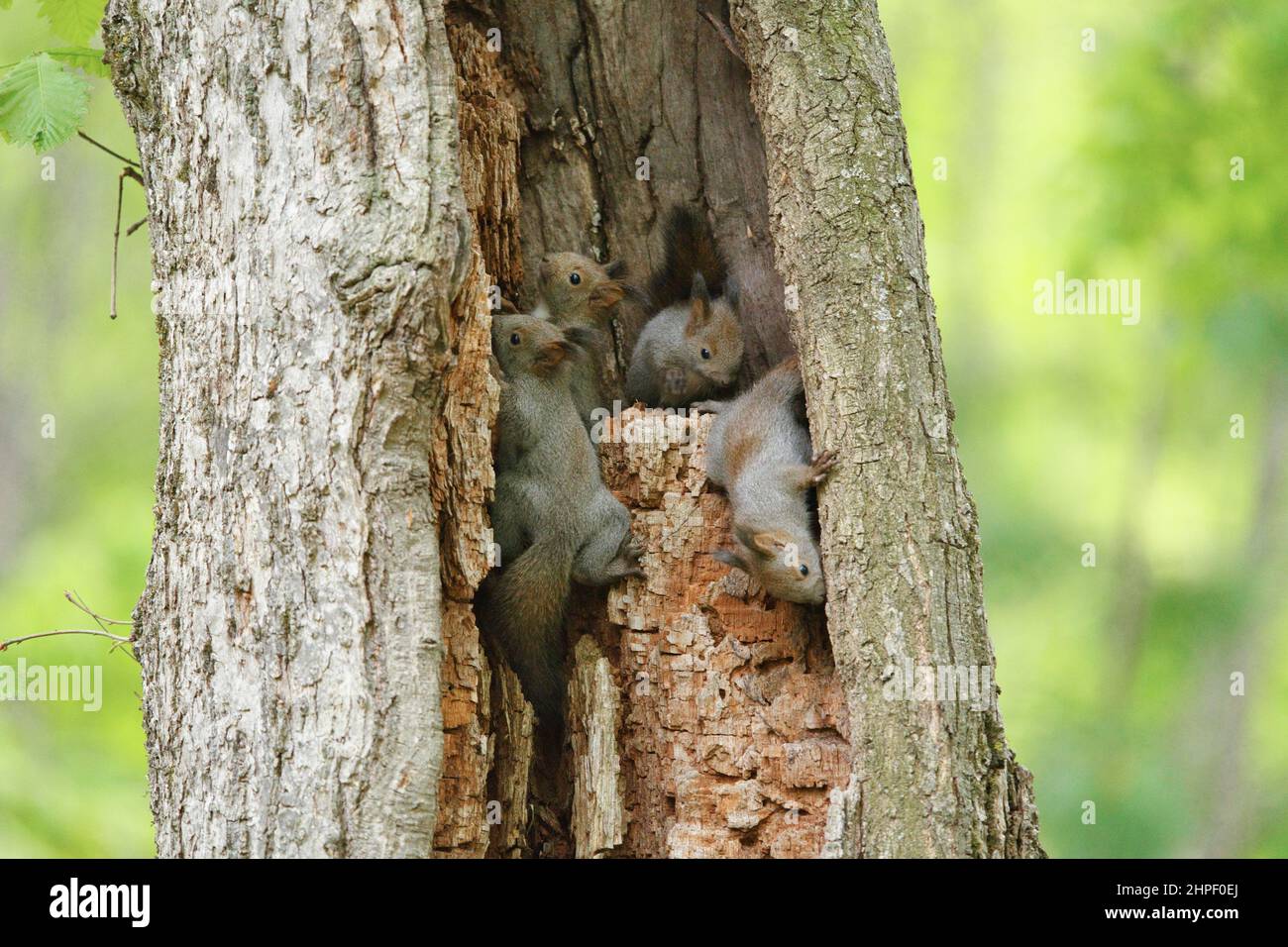 Squirrel family outdoors hi-res stock photography and images - Alamy