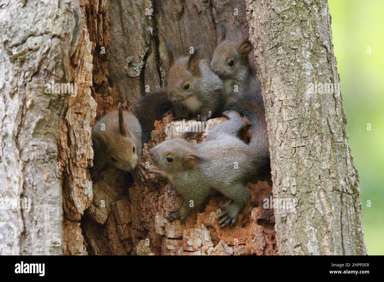 Squirrel family outdoors hi-res stock photography and images - Alamy