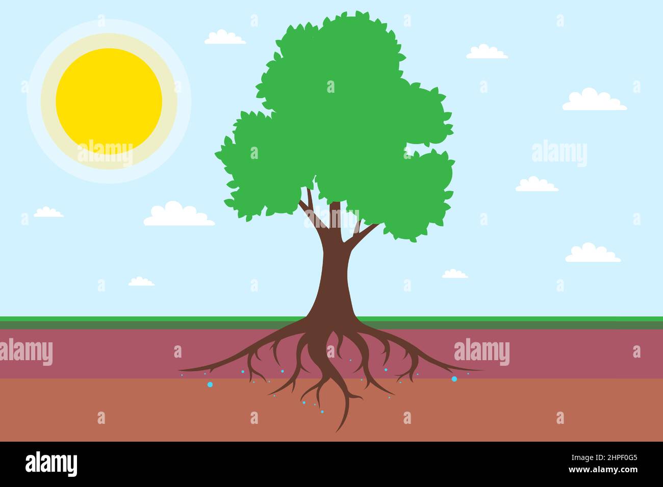 root system of a tree with leaves. dividing the soil into a layer. flat ...