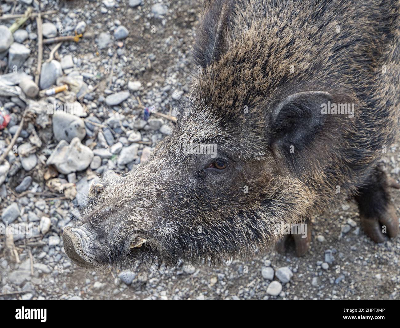 swine fever wild boar in Genoa town Bisagno river Italy urban wildlife ...
