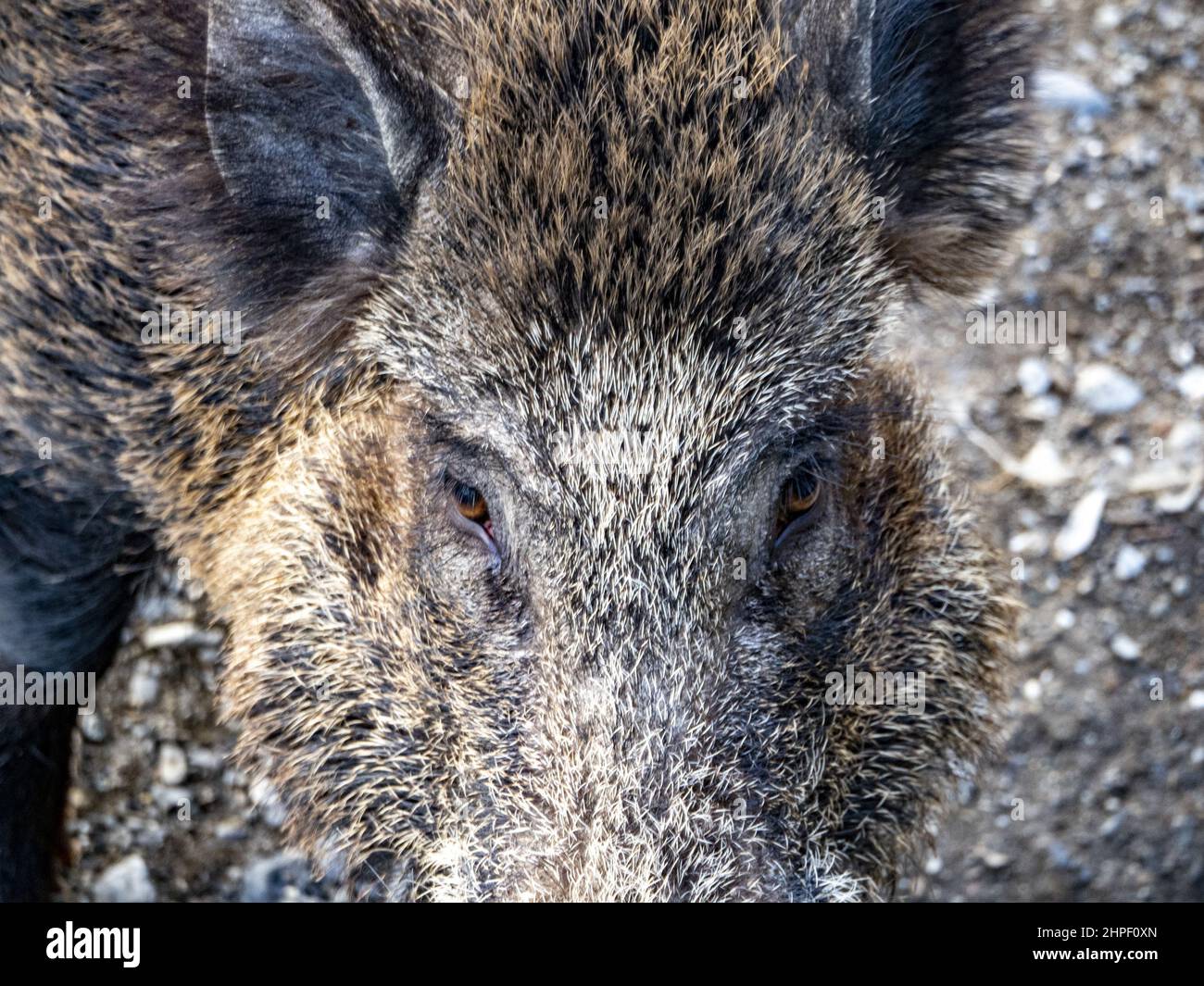 swine fever wild boar in Genoa town Bisagno river Italy urban wildlife ...