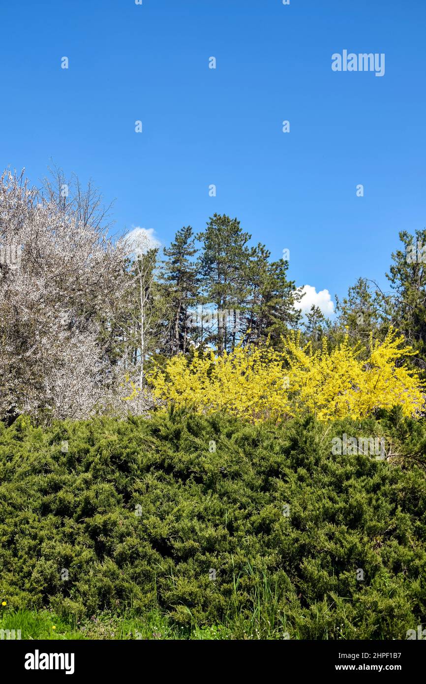 Colorful spring landscape. Blooming trees and shrubs in park against ...