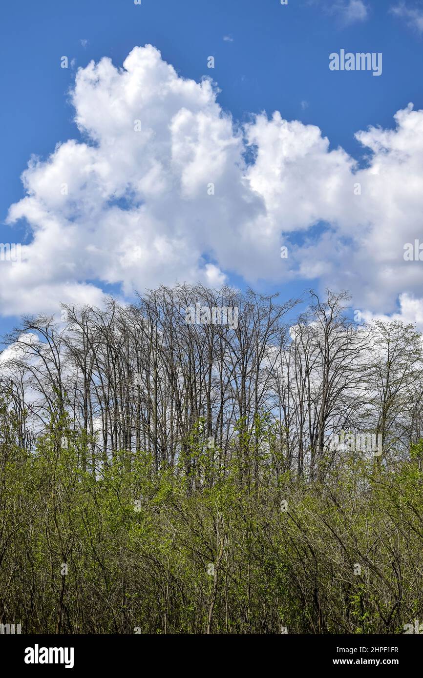 Beautiful landscape. Early spring. Trees and shrubs in park against ...