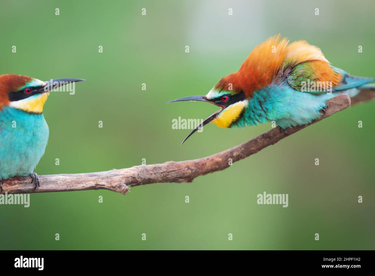 Beautiful colored birds hi-res stock photography and images - Alamy