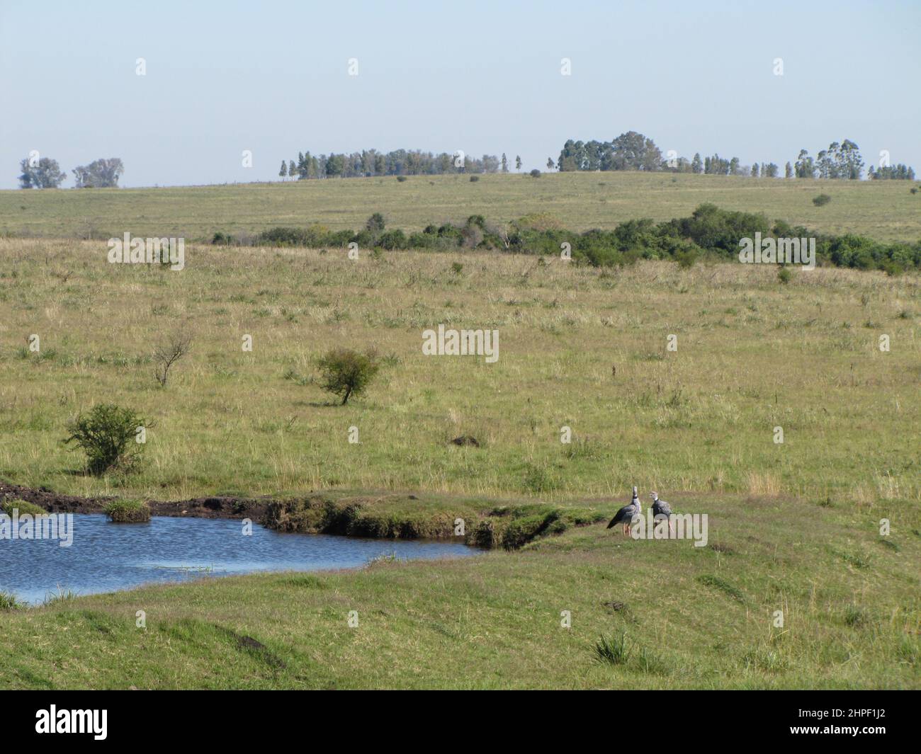 Southern crested screamer (Chauna torquata) Chaja, Casal, pair of birds ...