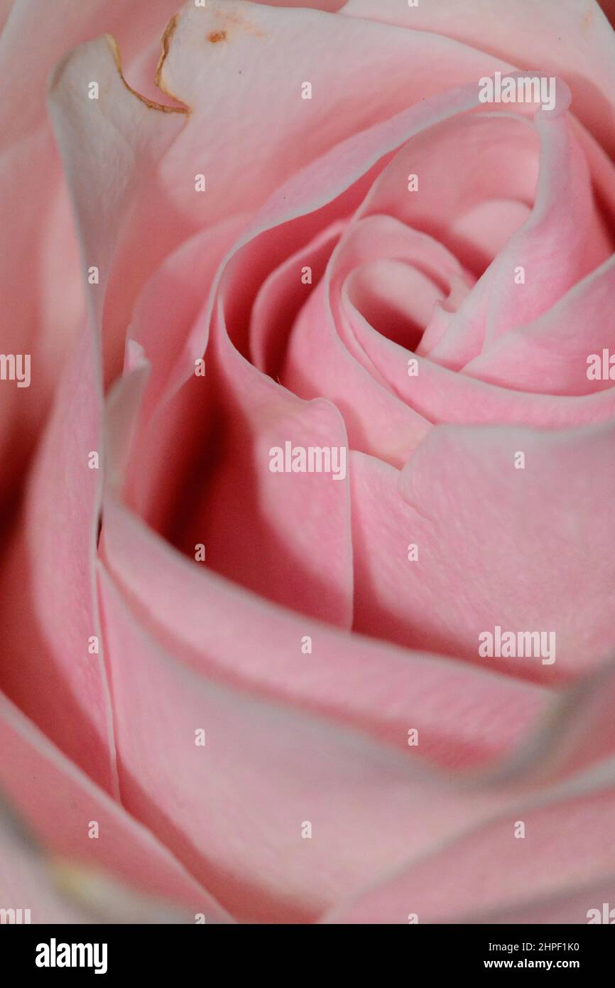 Magnified rose petals hi-res stock photography and images - Alamy