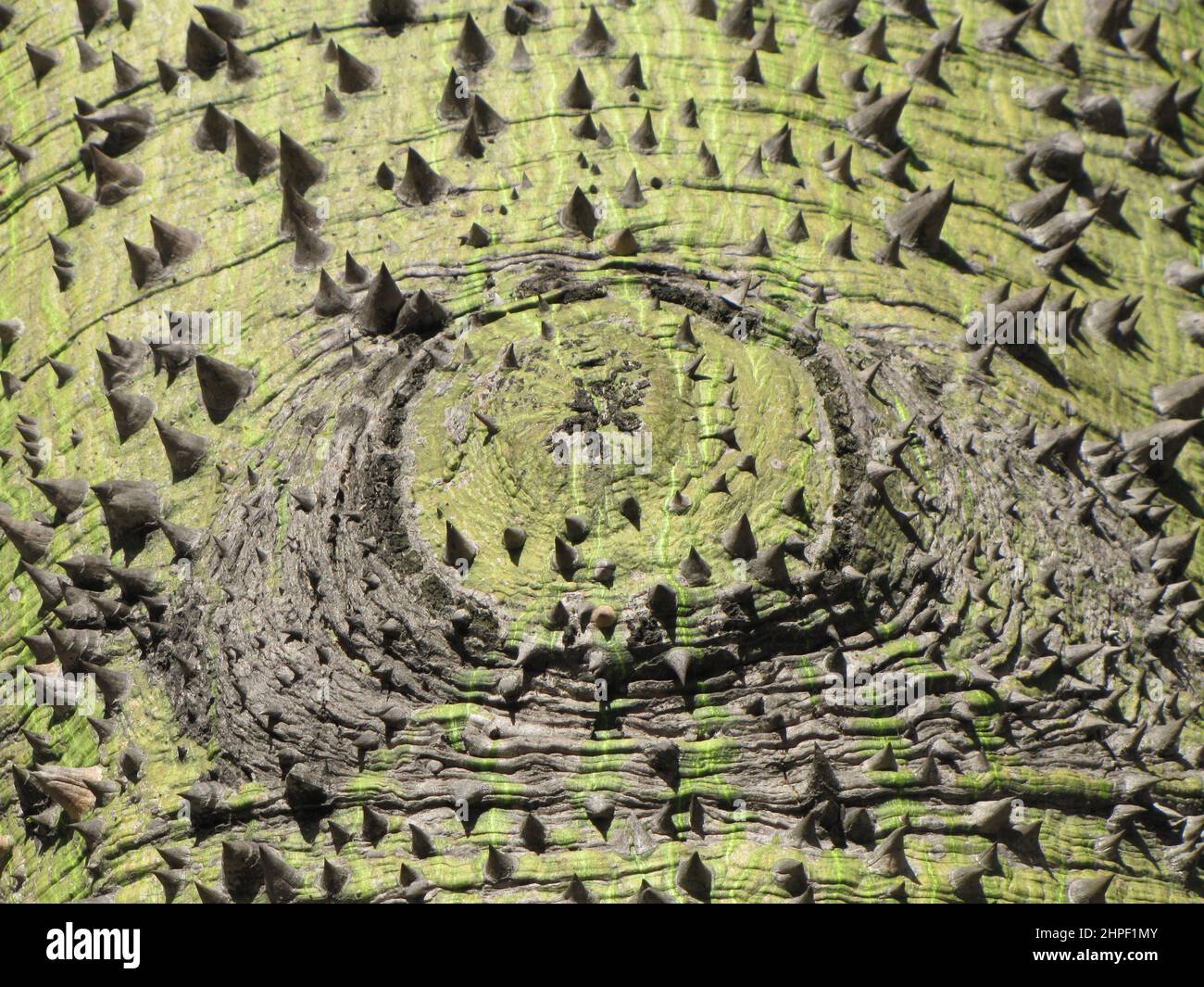 Spiked texture of a tree bark. Vegetable skin surface of a trunk Stock ...