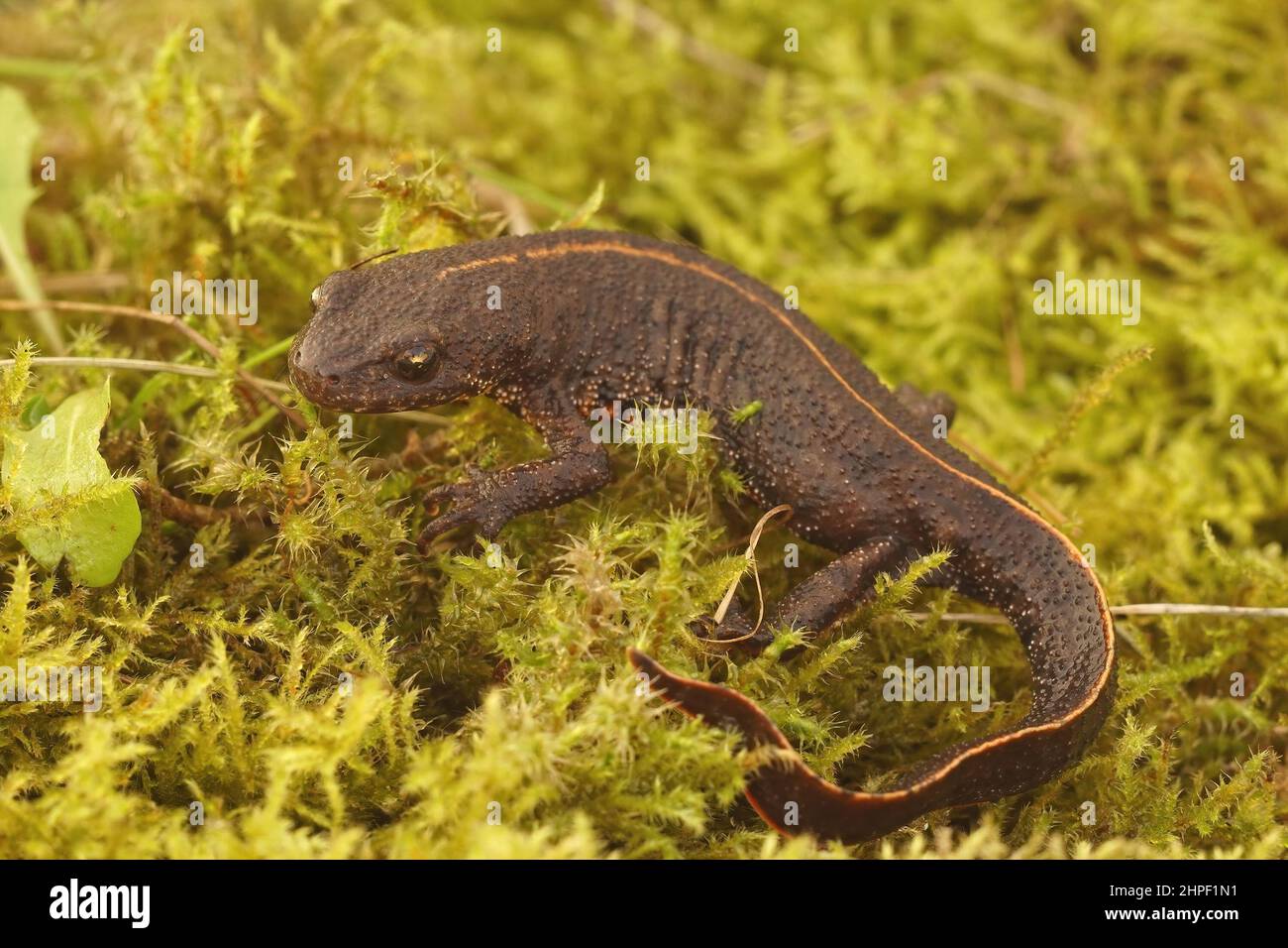 Closeup on a juvenile of the rare Anatolian crested newt, Triturus ...