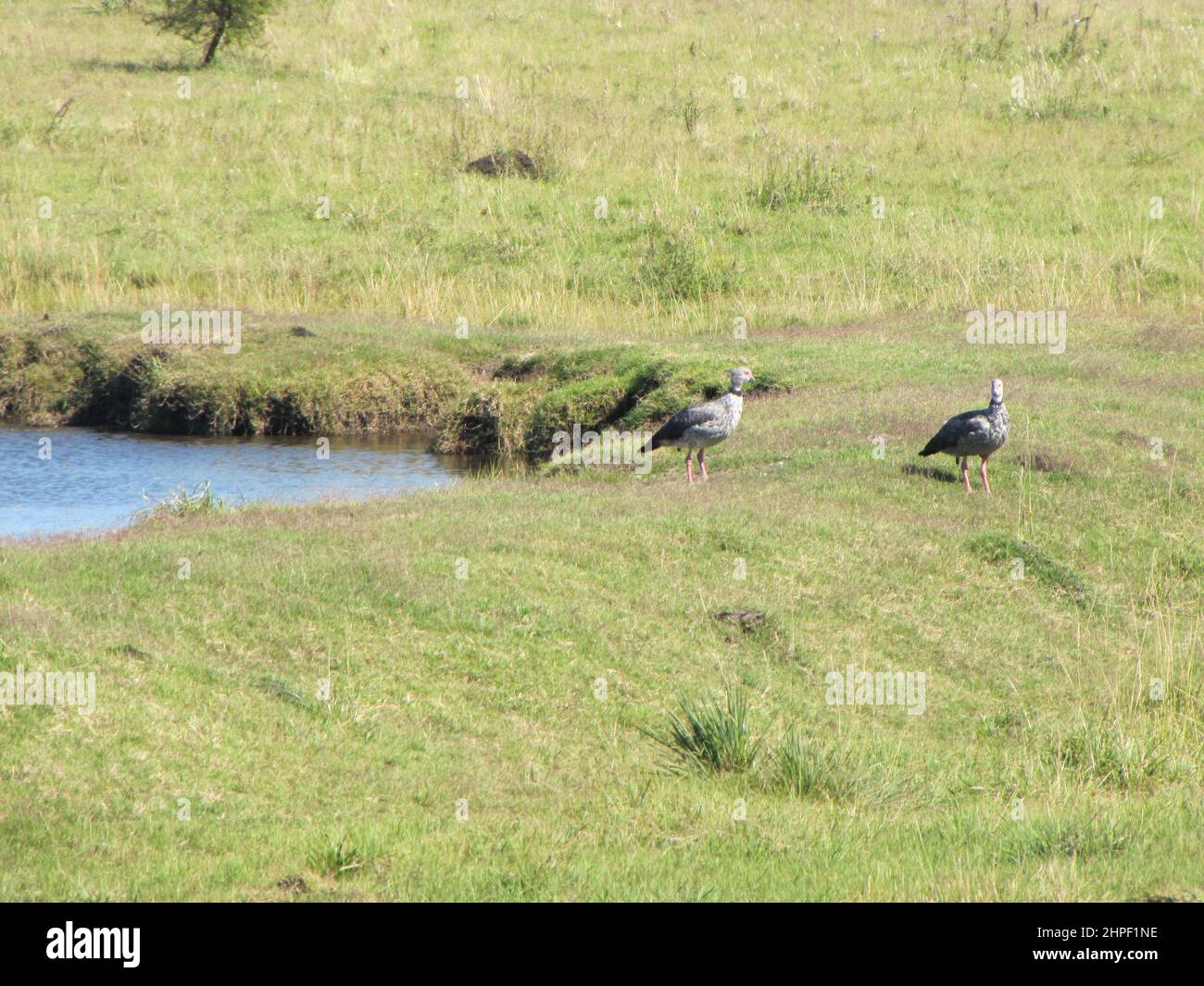 Southern crested screamer (Chauna torquata) Chaja, Casal, pair of birds ...