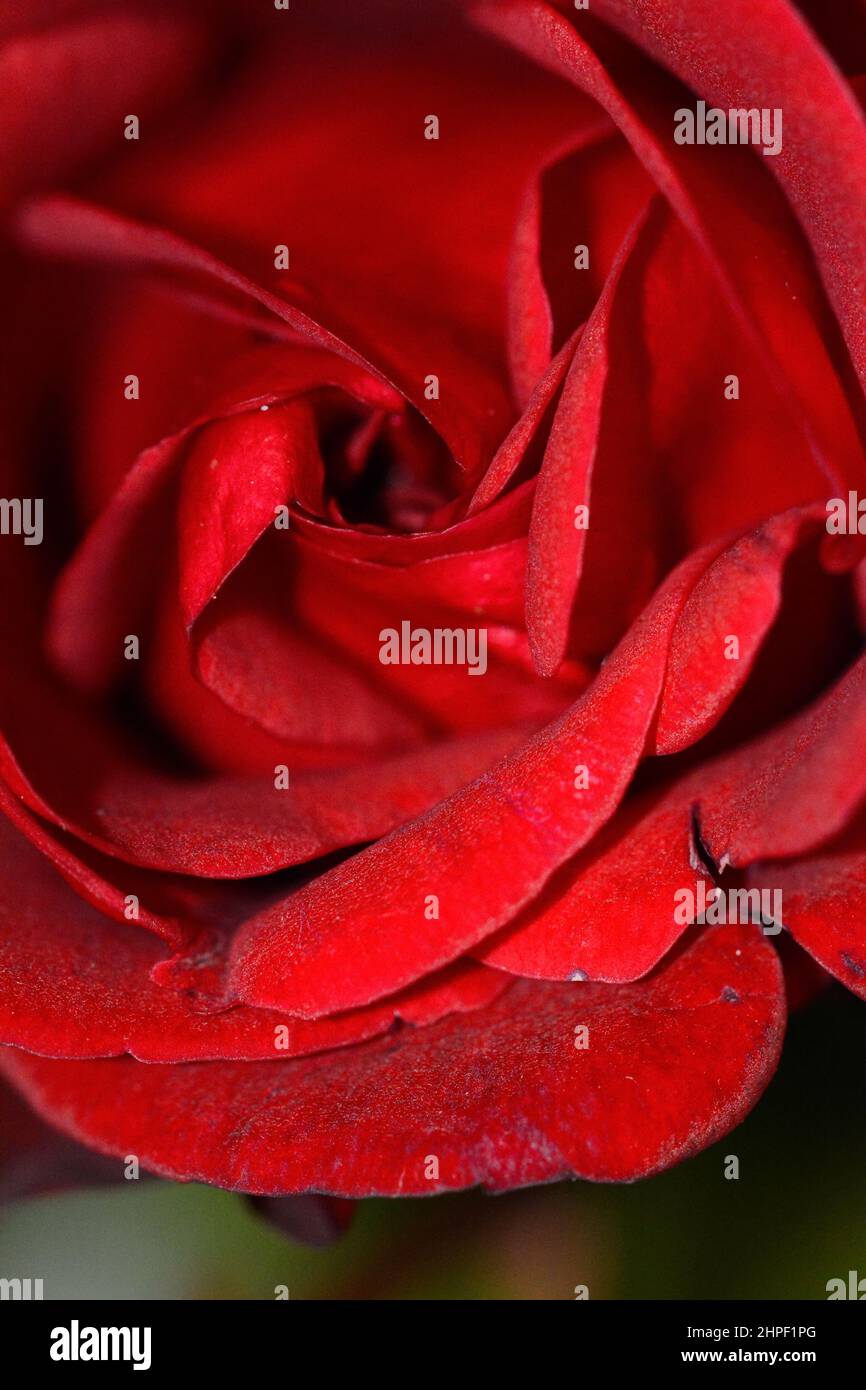 Close-up photo of blooming red rose petals Stock Photo - Alamy